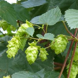 Humle - Etnobotanik-Arkivet