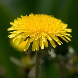 Maskros - Etnobotanik-Arkivet