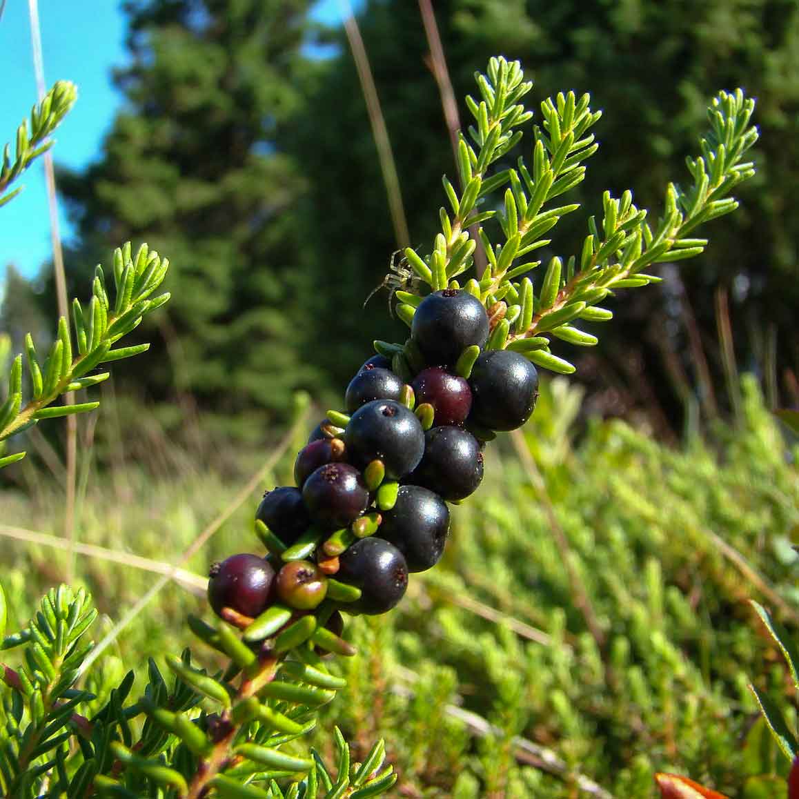 Kråkbär - Etnobotanik-Arkivet